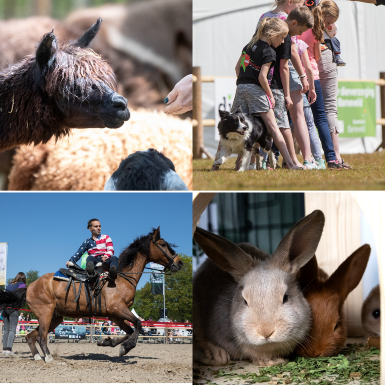 Home - Animal Event
