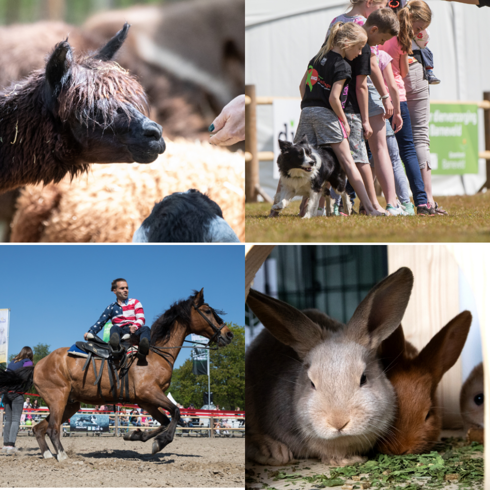 Home - Animal Event